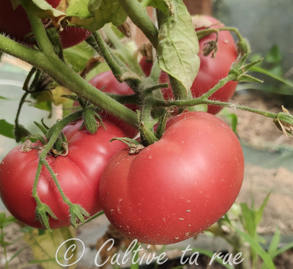 Dwarf yukon quest – Cultive ta rue