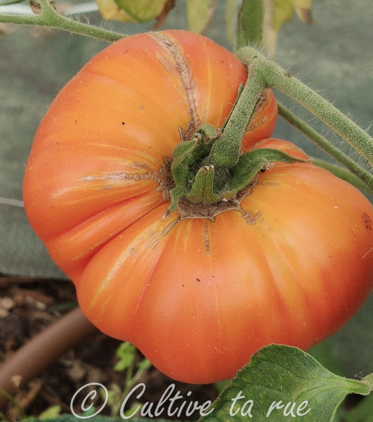 Pilcer Vesy – Cultive ta rue