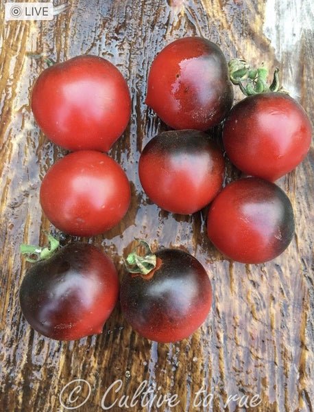 Indigo Cherry Drops – Cultive ta rue