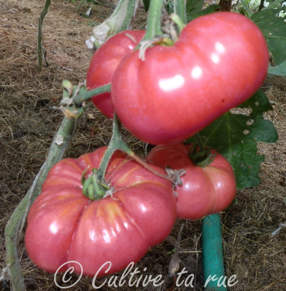 Sandul Moldovan – Cultive ta rue