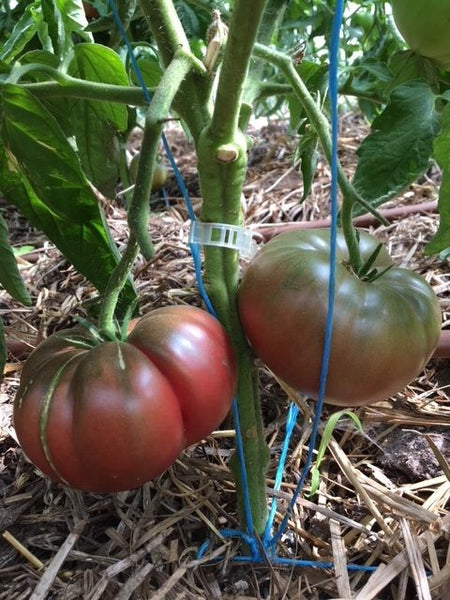 Vinnaya Bukhta – Cultive ta rue