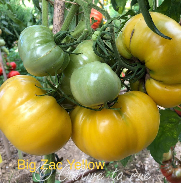 Big zac yellow – Cultive ta rue