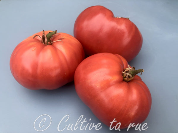 Maria French Oxheart – Cultive ta rue