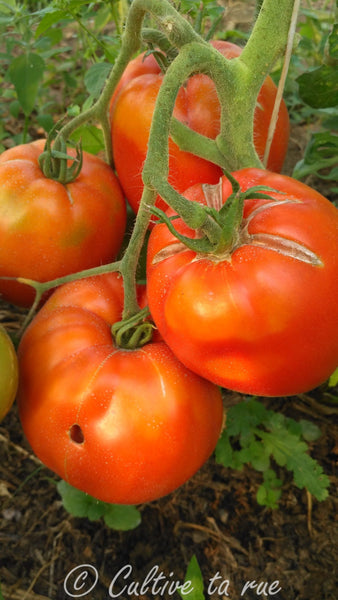 Big raspberry – Cultive ta rue