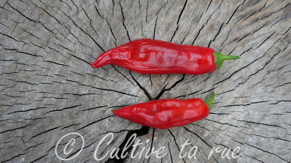 Cap 455 – Cultive ta rue