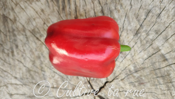 Cherniy Kon' – Cultive ta rue