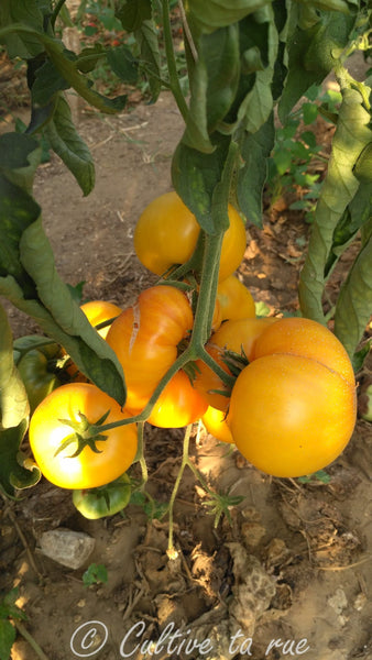 David's ivory pineapple – Cultive ta rue