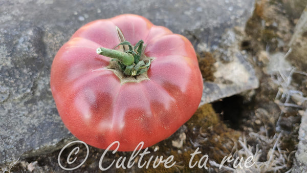 Dwarf black angus – Cultive ta rue