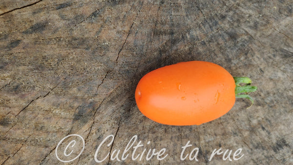 Dwarf Laura’s bounty – Cultive ta rue