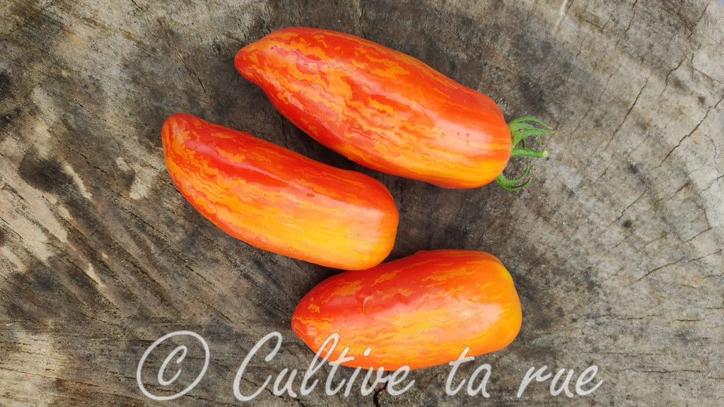 Dwarf pepper like striped – Cultive ta rue