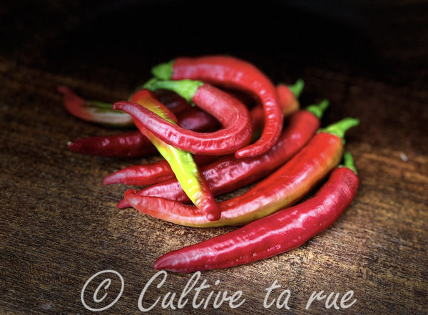 Piment piquant d’Algérie – Cultive ta rue