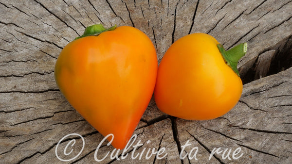 Gogoshari – Cultive ta rue