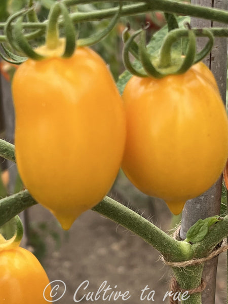 Russian Lemon – Cultive ta rue