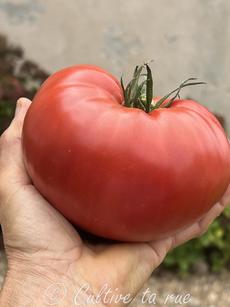 Tomata Riojana – Cultive ta rue