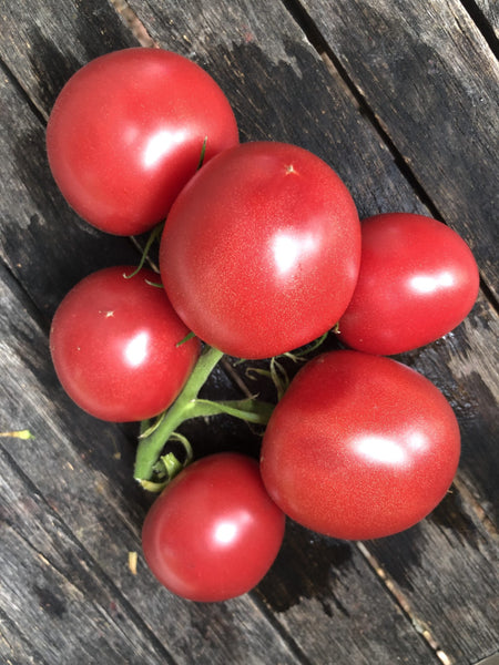 Eva Ste. Wendell – Cultive ta rue