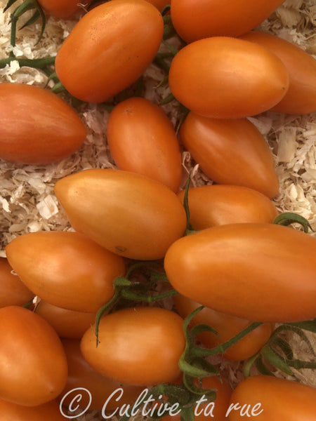 Creamsicle Grape – Cultive ta rue
