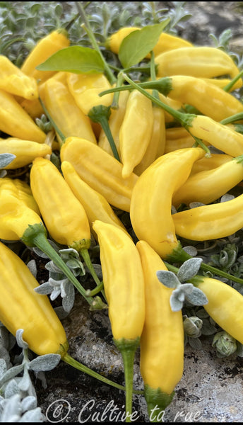 Piment lemon drop ou aji limon – Cultive ta rue