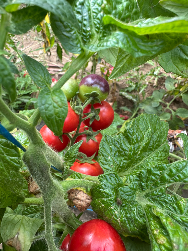 Little red corvette – Cultive ta rue