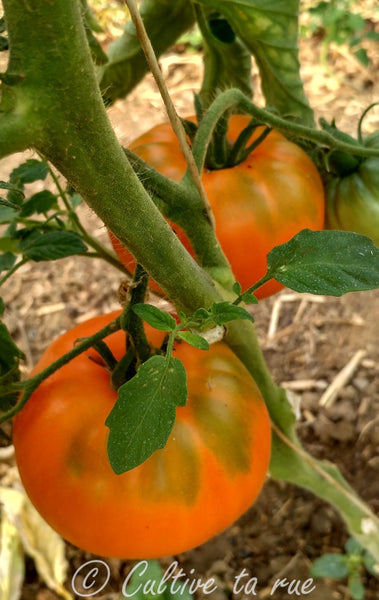 Japanese tomato tree – Cultive ta rue
