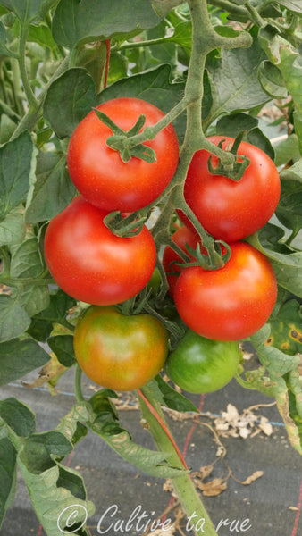 Manx marvel – Cultive ta rue