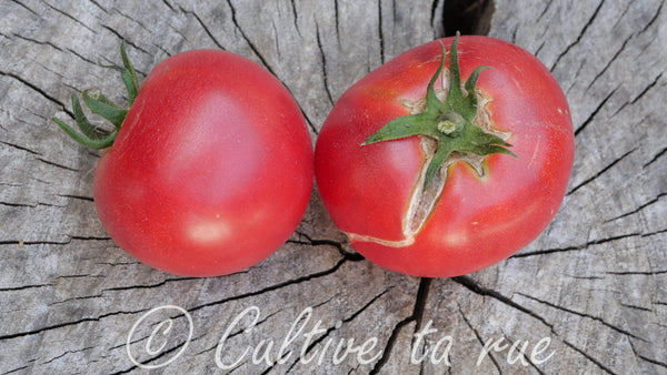 PPP x PP C – Cultive ta rue