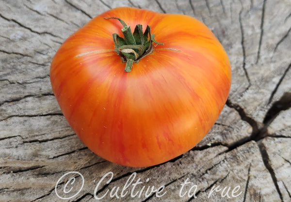 Striped jester – Cultive ta rue