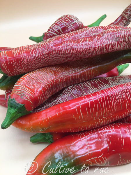 Vezena piperka – Cultive ta rue