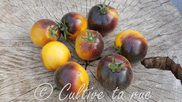 Wooly Kate yellow – Cultive ta rue