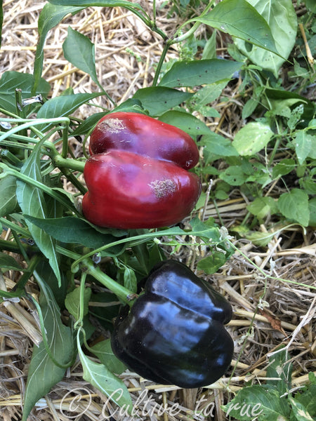 Black blocky – Cultive ta rue