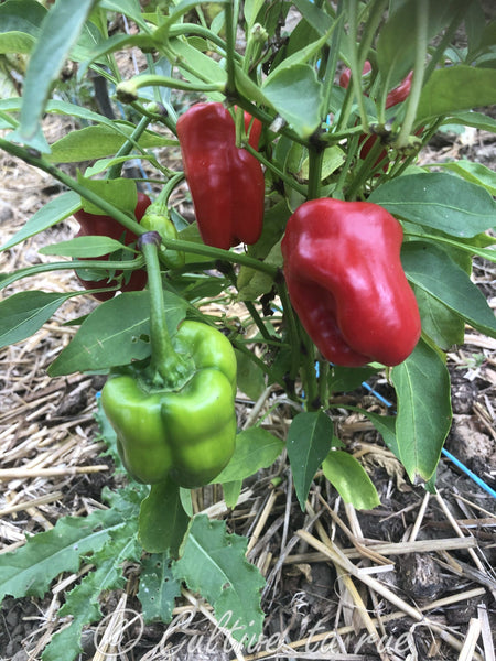 Cajun belle – Cultive ta rue