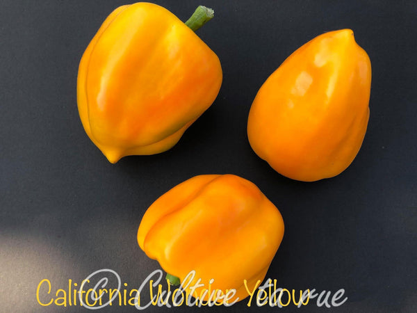 California wonder yellow – Cultive ta rue