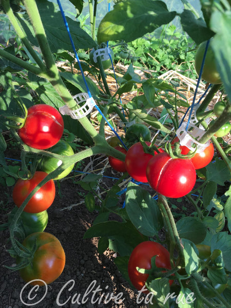 Dachnik – Cultive ta rue