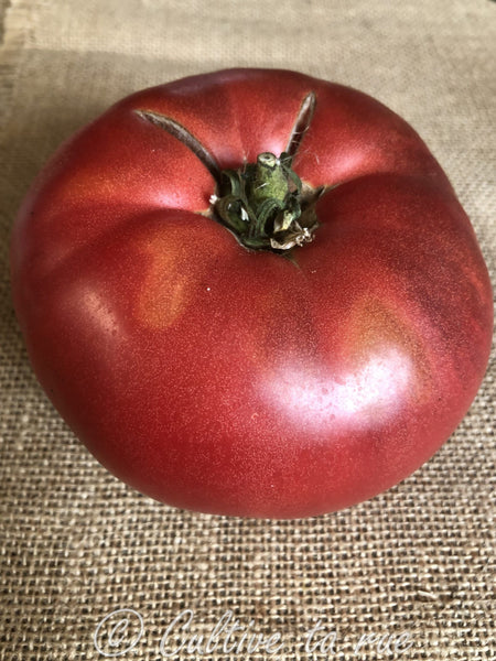 Giant Syrian – Cultive ta rue