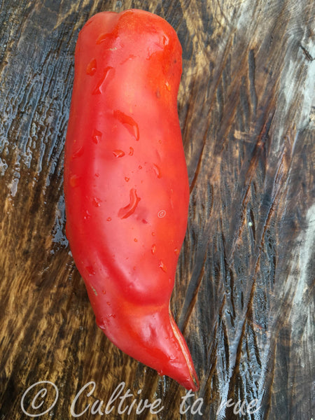 Gilbertie Paste – Cultive ta rue