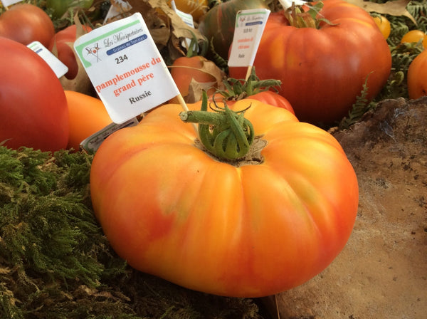 Grapefruit ou pamplemous du grand père – Cultive ta rue