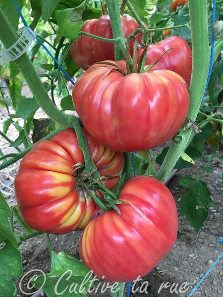 Greek Rose – Cultive ta rue