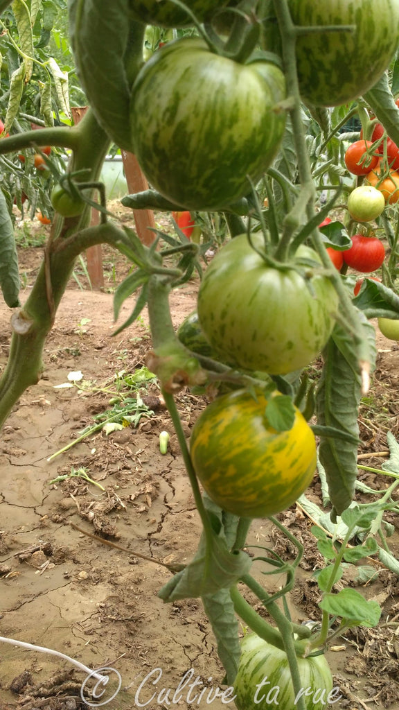 Green zebra arizona hawain strain – Cultive ta rue