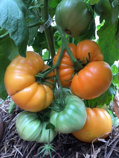 Jumbo Jim orange – Cultive ta rue