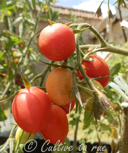 Kmicic – Cultive ta rue