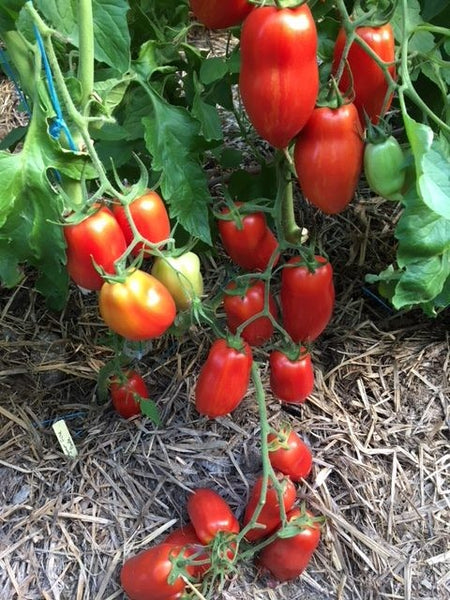 Marzano Fire Paste – Cultive ta rue