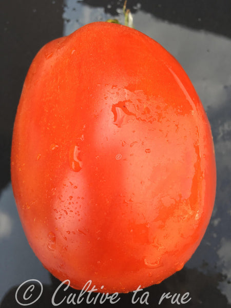 Minusinskie alonka – Cultive ta rue