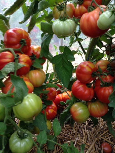 Muchamiel – Cultive ta rue