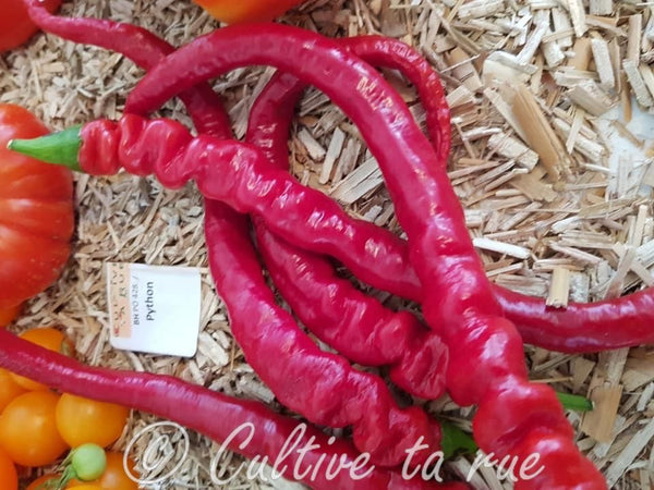 Python – Cultive ta rue