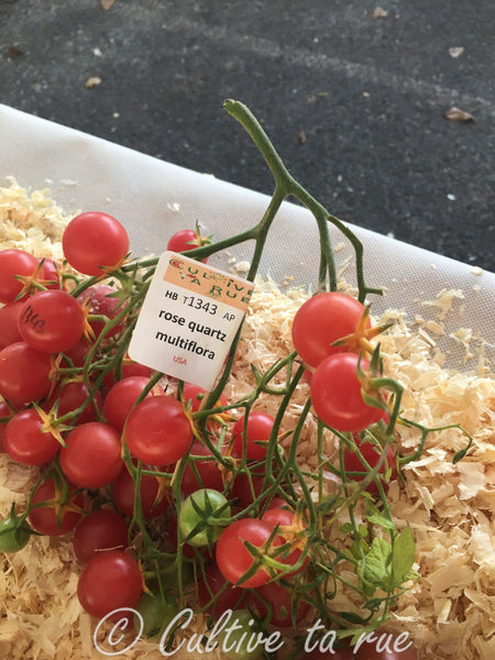 Rose quartz multiflora – Cultive ta rue