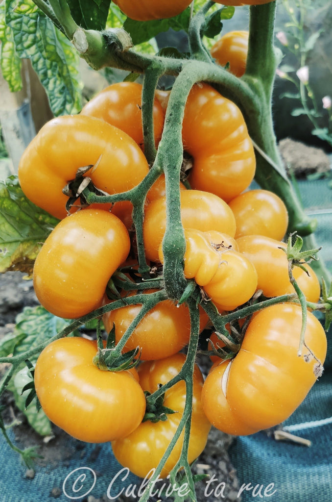 Rumpelstiltskin – Cultive ta rue